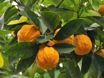 Citrus Aurantium / Advantra Z: Emagrece? Saiba tudo!