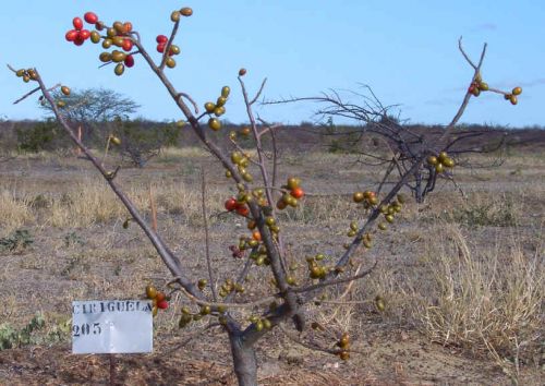 Siriguela: Propriedades, benefícios, receitas